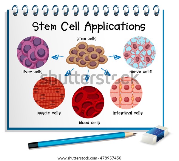Diagram Showing Different Stem Cell Applications 库存矢量图（免版税）478957450 ...