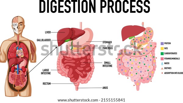 Diagram Showing Digestion Process Illustration: เวกเตอร์สต็อก (ปลอดค่า ...