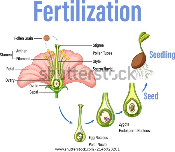 Diagram Showing Fertilization Flower Illustration: เวกเตอร์สต็อก (ปลอด ... Diagram Showing Fertilization Flower Illustration: เวกเตอร์สต็อก (ปลอด ...