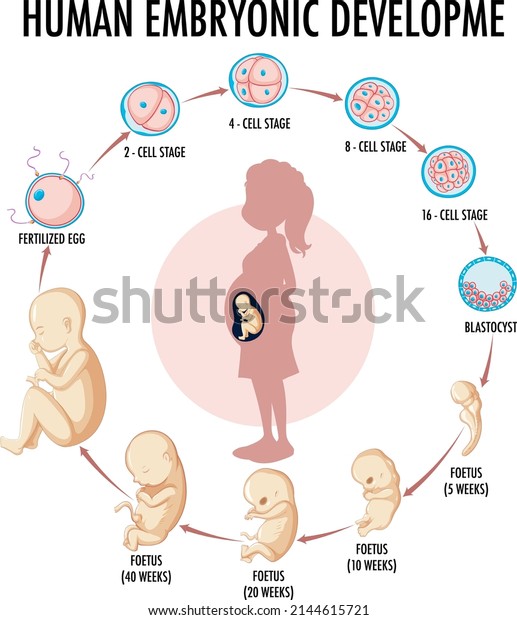 Diagram Showing Human Embryonic Development Illustration Stock Vector ...