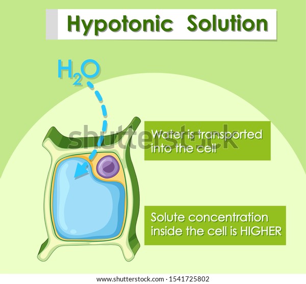 Diagram Showing Hypotonic Solution Illustration Stock Vector (Royalty ...