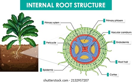 Diagram Showing Internal Root Structure Illustration Stock Vector ...