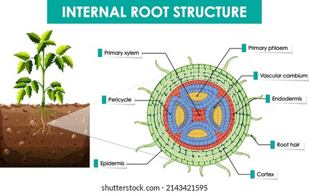 Diagram Showing Internal Root Structure Illustration Stock Vector ...