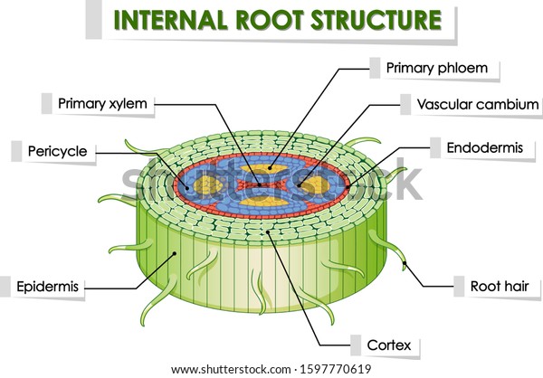 Vector de stock (libre de regalías) sobre Diagram Showing Internal Root ...