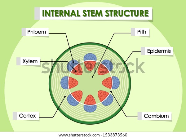 Diagram Showing Internal Stem Structure Illustration: เวกเตอร์สต็อก ...