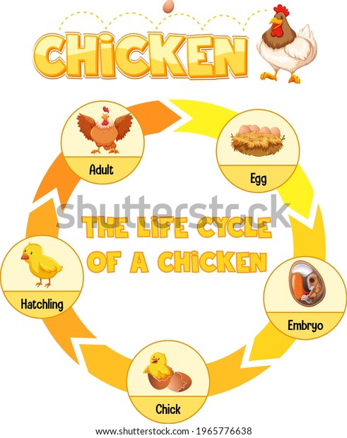 Diagram Showing Life Cycle Chicken Illustration Stok Vektör (Telifsiz ... Diagram Showing Life Cycle Chicken Illustration Stok Vektör (Telifsiz ...