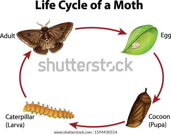 Diagram Showing Life Cycle Moth Illustration庫存向量圖（免版稅）1594430554 ...