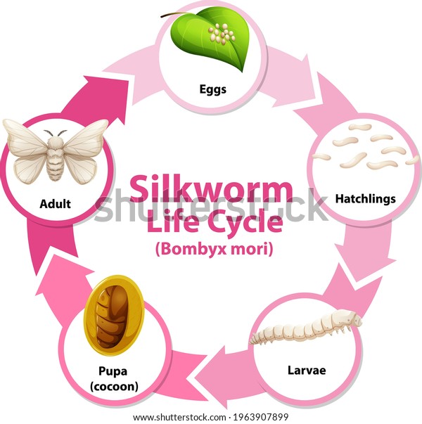 Diagram Showing Life Cycle Silkworm Illustration Stock Vector (Royalty ...