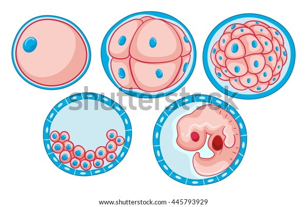 Diagram Showing Process Growing Embryo Illustration Stock Vector ...