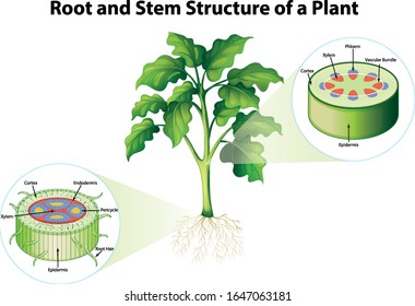 Diagram Showing Root Stem Structure Plant Stock Vector (Royalty Free ...