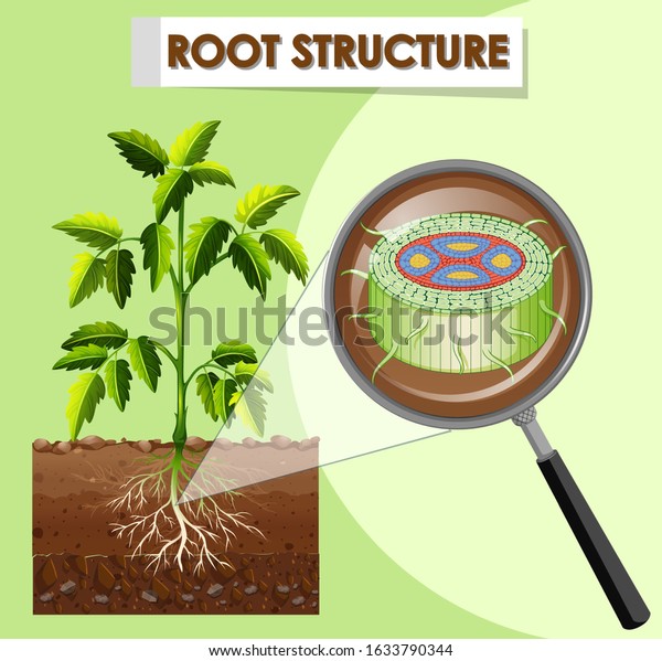 Diagram Showing Root Structure Plant Illustration Stock Vector (Royalty ...