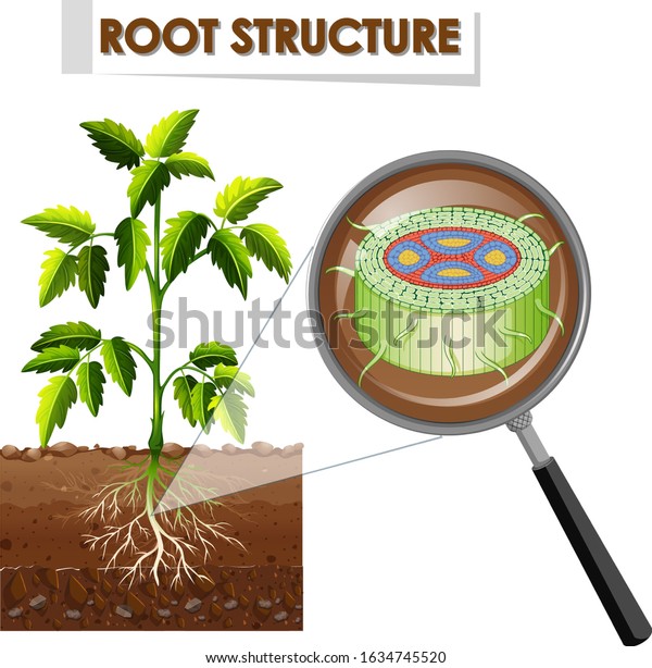 Diagram Showing Root Structure Plant Illustration: เวกเตอร์สต็อก (ปลอด ...