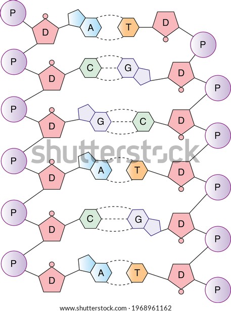Diagram Showing Sequences Colored Nucleotides Stock Vector (Royalty ...