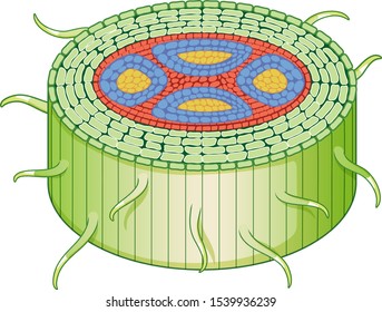 Diagram Showing Stem Structure Illustration Stock Vector (Royalty Free ...