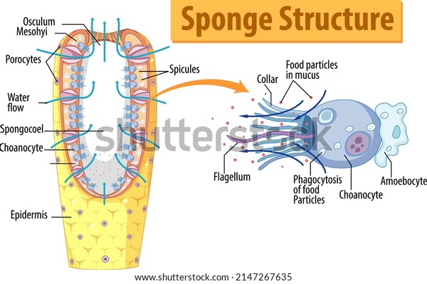 14,071 Sponge Structure Images, Stock Photos & Vectors | Shutterstock