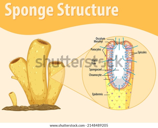 Vektor Stok Diagram Showing Structure Sponge Illustration (Tanpa ...