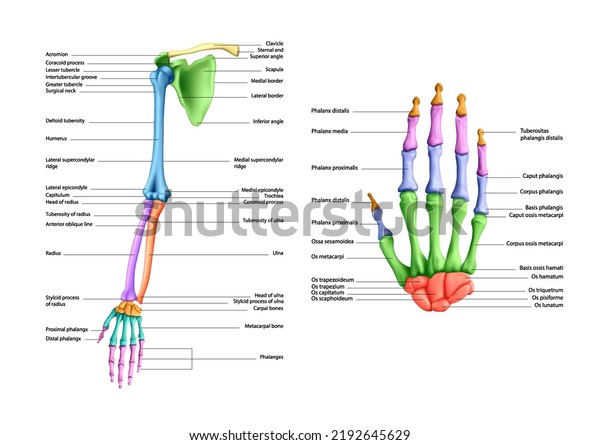 Diagram Structure Bones Human Hand On: เวกเตอร์สต็อก (ปลอดค่าลิขสิทธิ์ ...