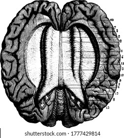 Diagram Transverse Section Middle Part Brain Stock Vector (Royalty Free ...