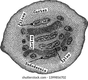 Dandelion Flower Root Cross Section Cut Stock Photo 1189570036 ...