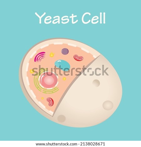 Yeast Drawing | Free download on ClipArtMag
