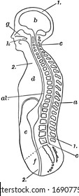 Diagrammatic Longitudinal Section Trunk Head Vintage Stock Vector ...