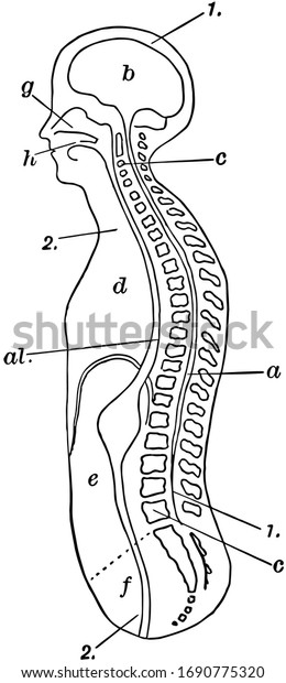 Diagrammatic Longitudinal Section Trunk Head Vintage: เวกเตอร์สต็อก ...