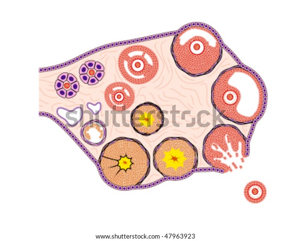 Diagrammatic Representation Normal Human Ovary Vector De Stock Libre
