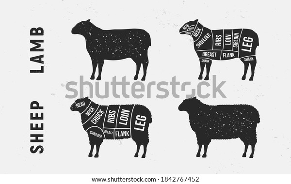 Diagrams Meat Cuts Mutton Sheep Lamb Stock Vector (Royalty Free ...
