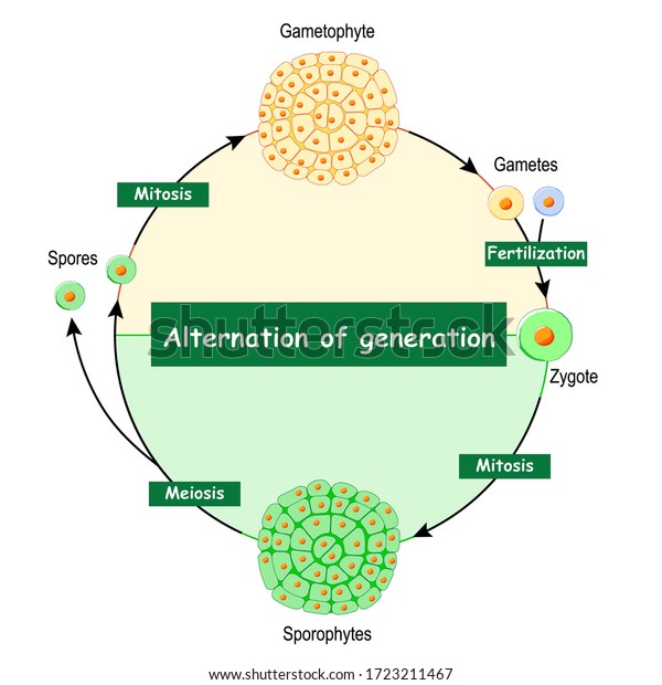 Difference Between Gametophytes Sporophytes Alternation Generation Stock Vector Royalty Free