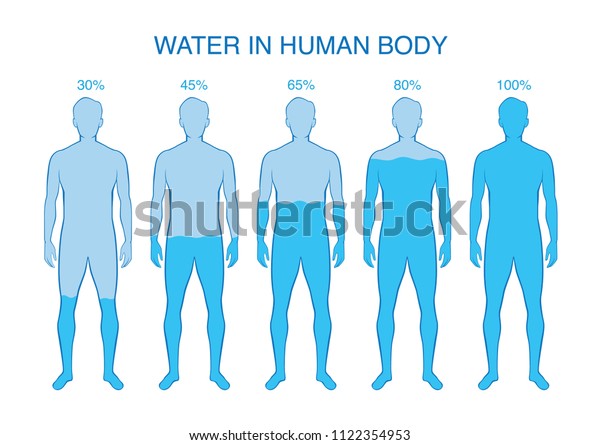 Difference Percentage Water Human Body Illustration Stock Vector ...