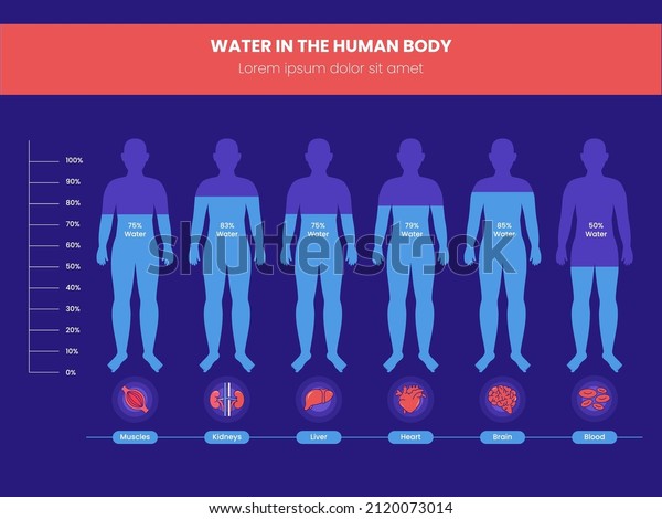 Difference Percentage Water Human Body Infographic: เวกเตอร์สต็อก (ปลอด ...