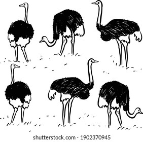 Ostrich Run Cycle Animation Sequence Silhouette: เวกเตอร์สต็อก (ปลอดค่า ...