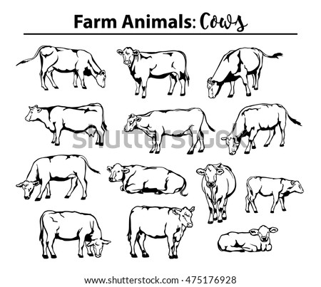 Different Cows Set Contour Outline Side Stock Vector (Royalty Free ...