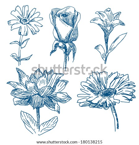 Different Flowers Drawings Set Isolated On Stock Vector (Royalty Free ...