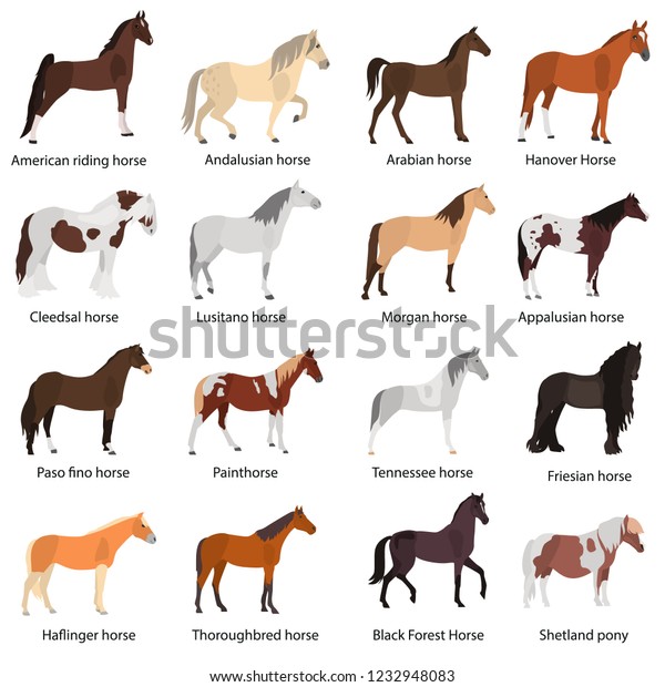 Different horses breeds color vector icons set. Flat design