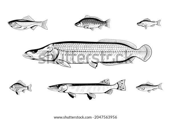 Different Kinds Fish Black White Isolated Stock Vector (Royalty Free ...