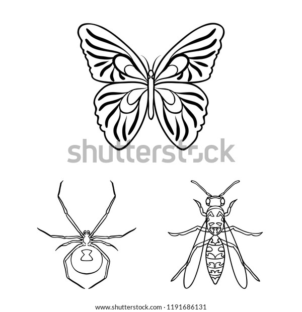 Different Kinds Insects Outline Icons Set Stock Vector (Royalty Free ...