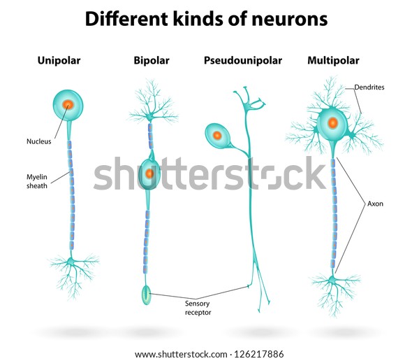 Different Kinds Neurons Vector Scheme Structure 스톡 벡터(로열티 프리) 126217886