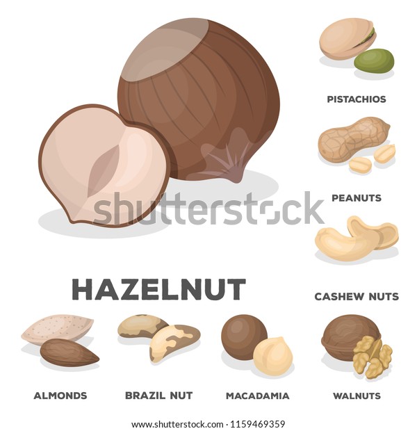 Different Kinds Nuts Cartoon Icons Set Stock Vector (Royalty Free ...