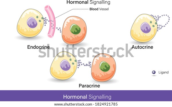 Different Modes Hormonal Signaling Autocrine Paracrine: เวกเตอร์สต็อก ...