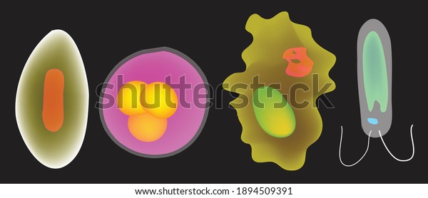 different shapes of transparent unicellular organisms, Protista kingdom ...