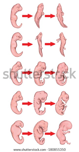 Different Stages Early Embryonic Development Vertebrates: Stock ...