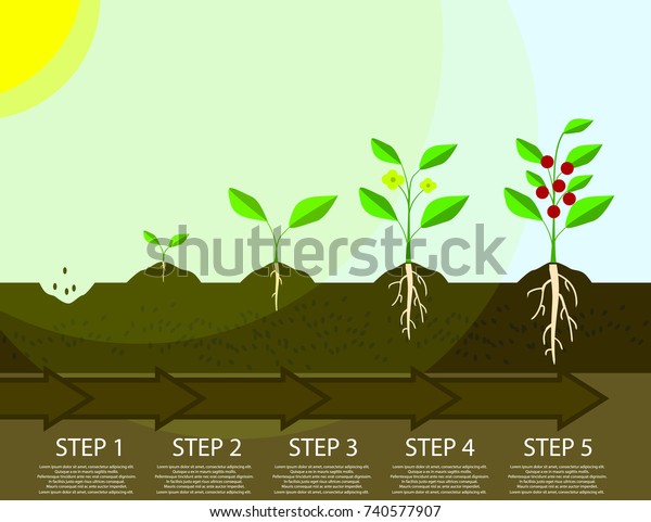 Different Steps Growing Plants Planting Tree Stock Vector (Royalty Free ...