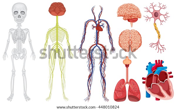 Different System Human Body Illustration Stock Vector (Royalty Free ...
