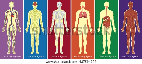 40,135 Man Organ System Images, Stock Photos & Vectors | Shutterstock