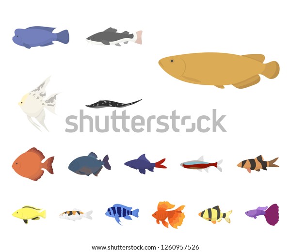 Different Types Fish Cartoon Icons Set Stock Vector (Royalty Free ...