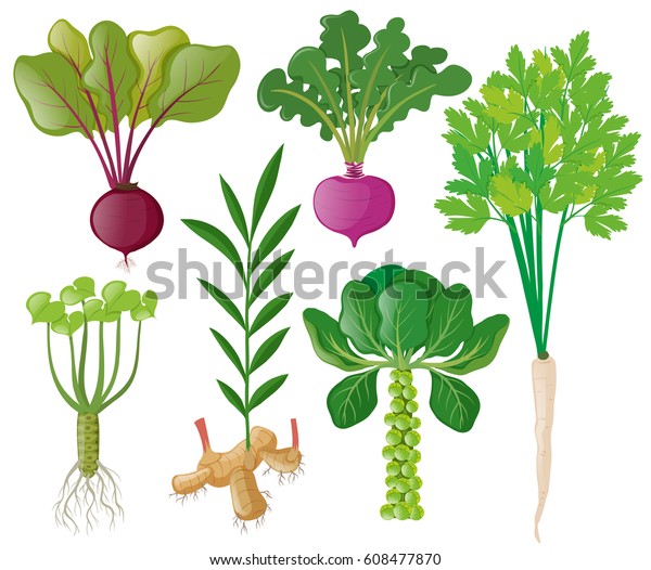 Different Types Root Vegetables Illustration 库存矢量图（免版税）608477870 ...