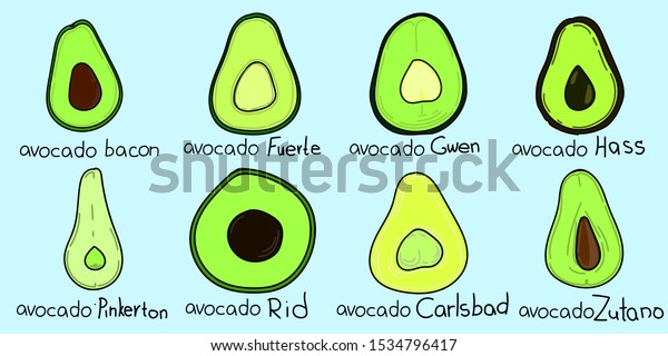 Different Varieties Avocado Names Stock Vector (Royalty Free ...