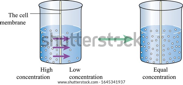 Diffusionthe Process Which Small Molecules Move Stock Vector (Royalty ...