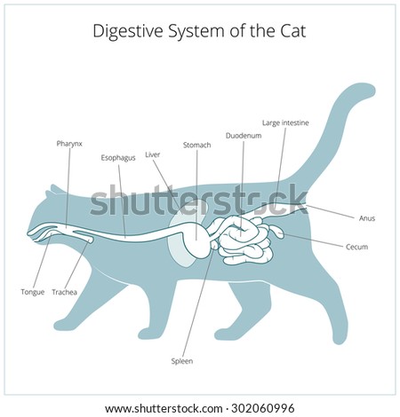 Cat Anatomy For Drawing | Free download on ClipArtMag